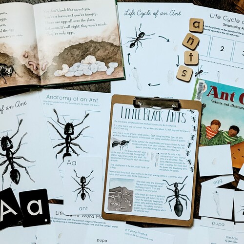 Ant Mini Nature Study - Etsy