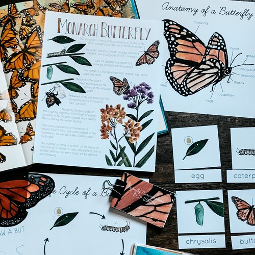 Monarch Butterfly Mini Nature Study - Etsy