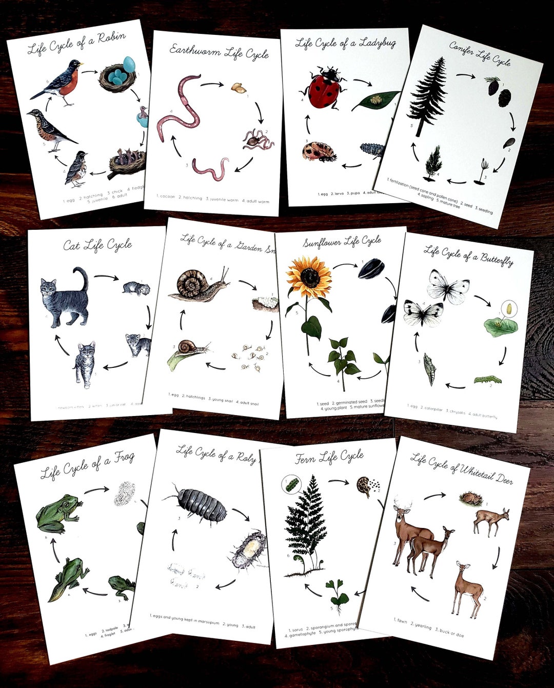 Backyard Nature Art Prints- Life Cycles- Set of (12) 5"x7" Prints - Etsy