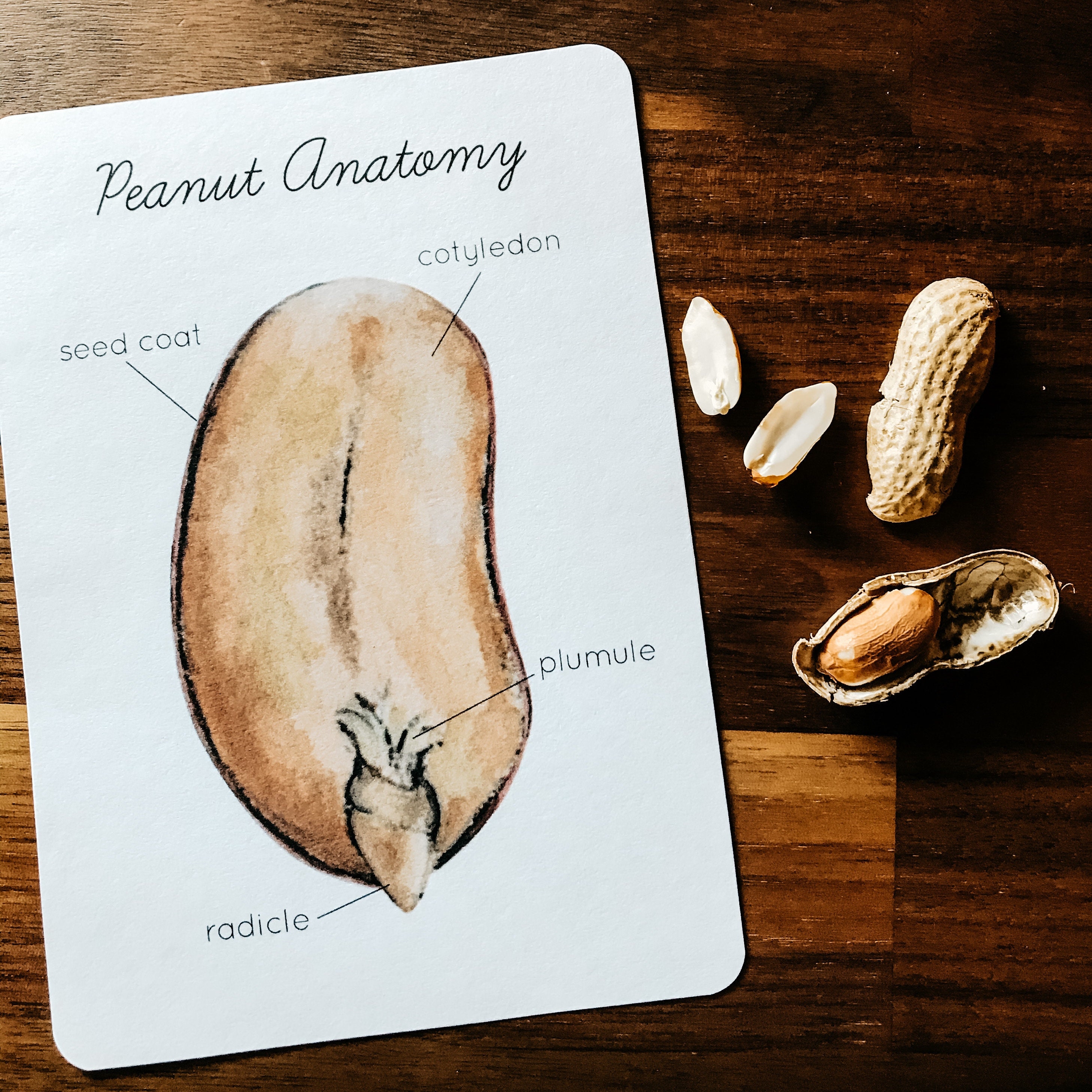Peanut Anatomy Internal