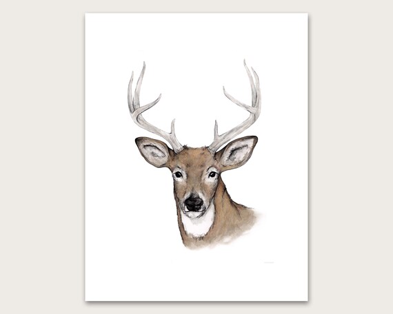 Deer Buck Drawings