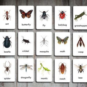 Montessori 3-part Cards: Insects - Etsy Canada