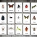 Montessori 3-part Cards: Insects - Etsy Canada