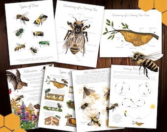 Bee Flashcards | Honeybee Flashcards | Nature Flashcards | Bee Study ...