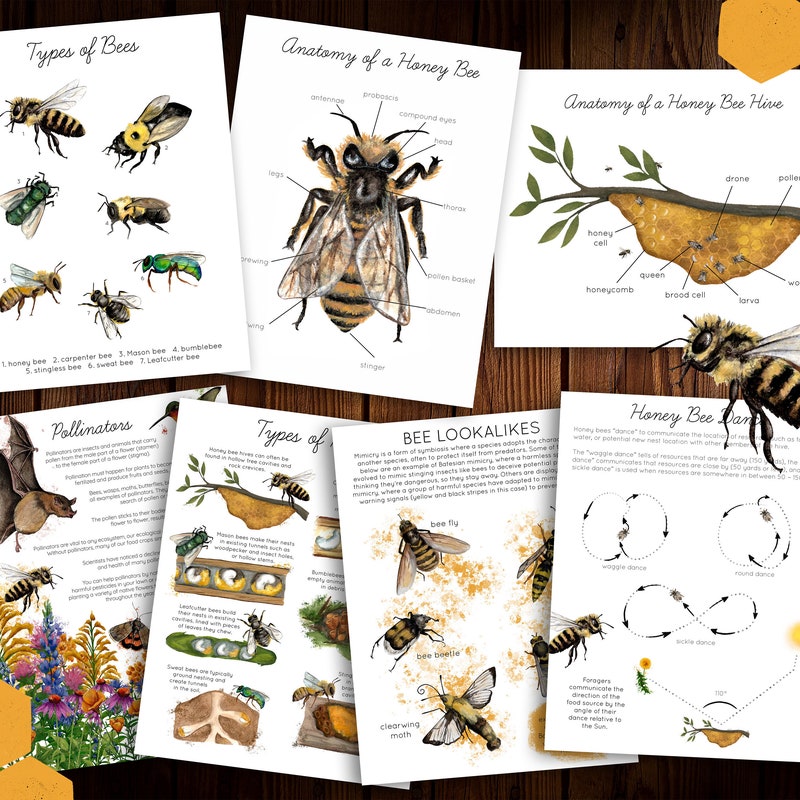 Honey Bee Unit - Etsy