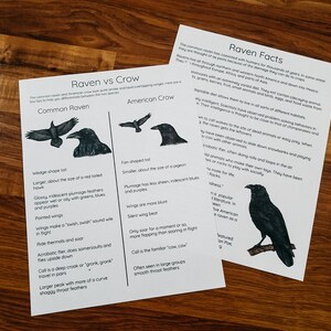 Raven Mini Unit Study - Etsy