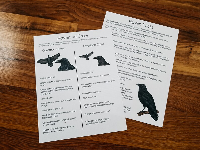 Raven Mini Unit Study | Etsy
