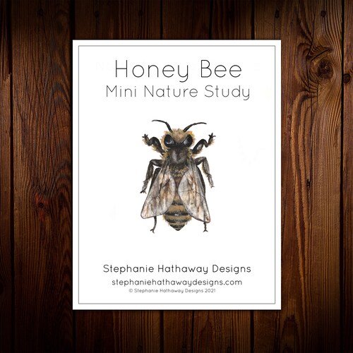 Honey Bee Mini Nature Study - Etsy