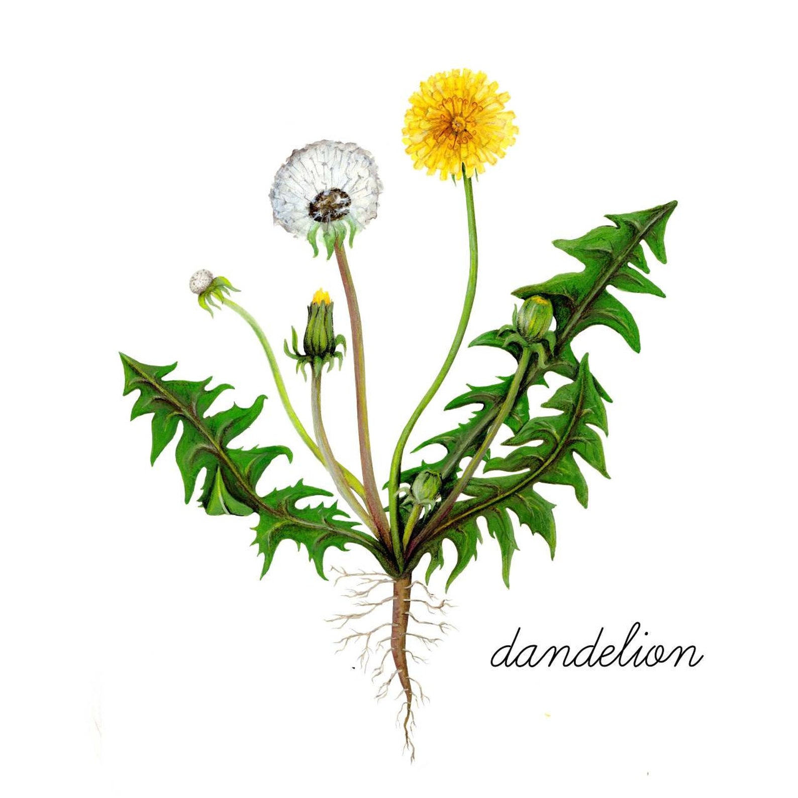 Dandelion Mini Unit Study Bundle - Etsy