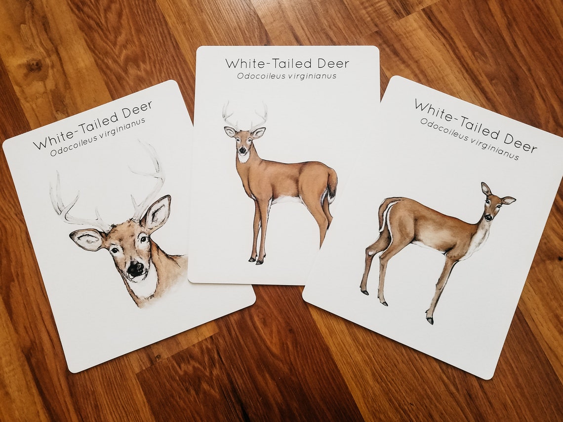 White-tailed Deer Unit Study Bundle - Etsy