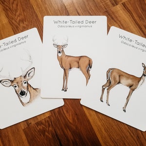 White-tailed Deer Unit Study Bundle - Etsy