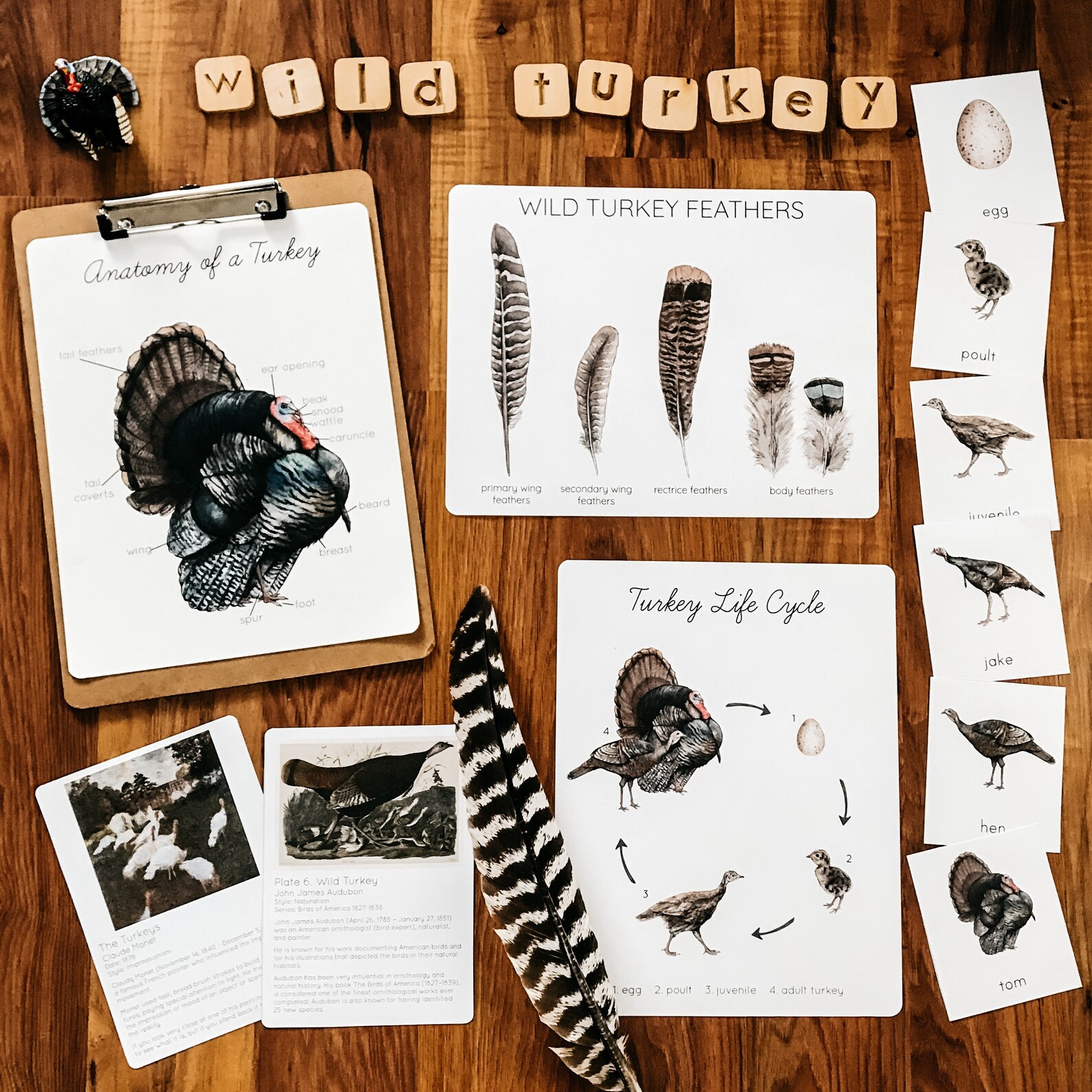 Wild Turkey Nature Study With Unit Study Guide - Etsy