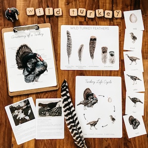 Wild Turkey Nature Study With Unit Study Guide - Etsy