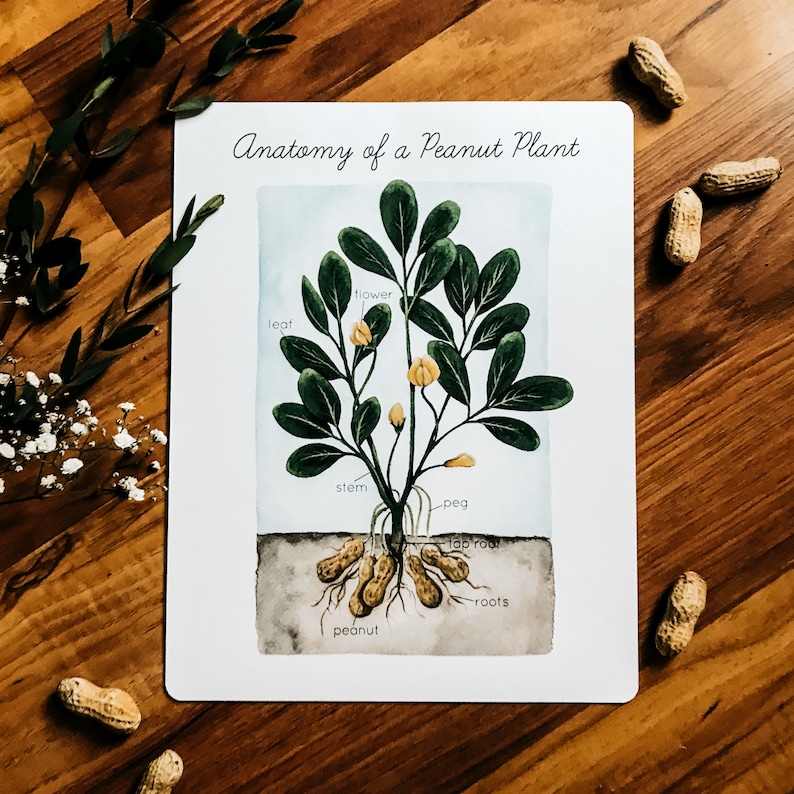 George Washington Carver and Peanut Unit Study - Etsy