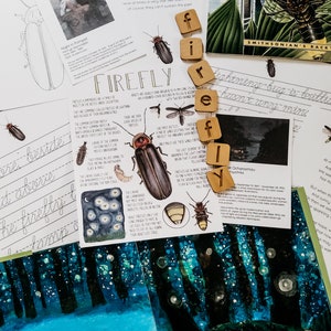 Firefly Unit Study Bundle - Etsy