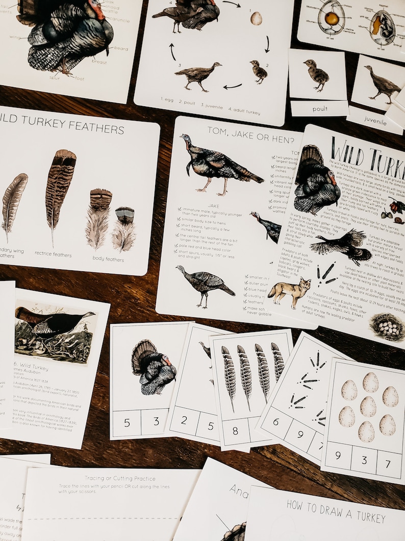 Wild Turkey Unit Study Physical Bundle - Etsy