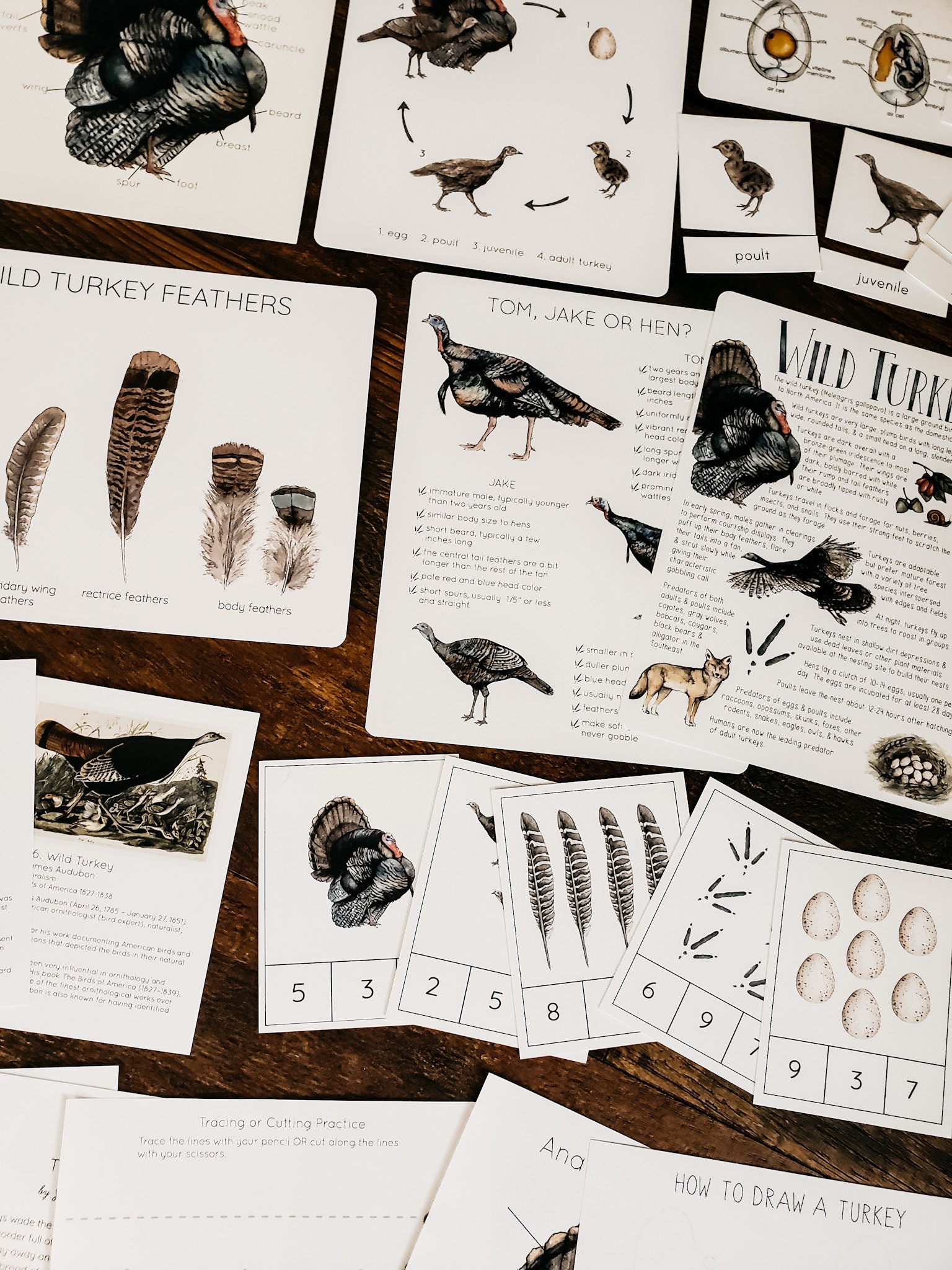 Wild Turkey Unit Study Physical Bundle - Etsy