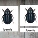 Montessori 3-part Cards: Insects - Etsy Canada