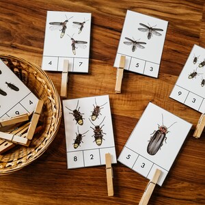 Firefly Unit Study Bundle - Etsy