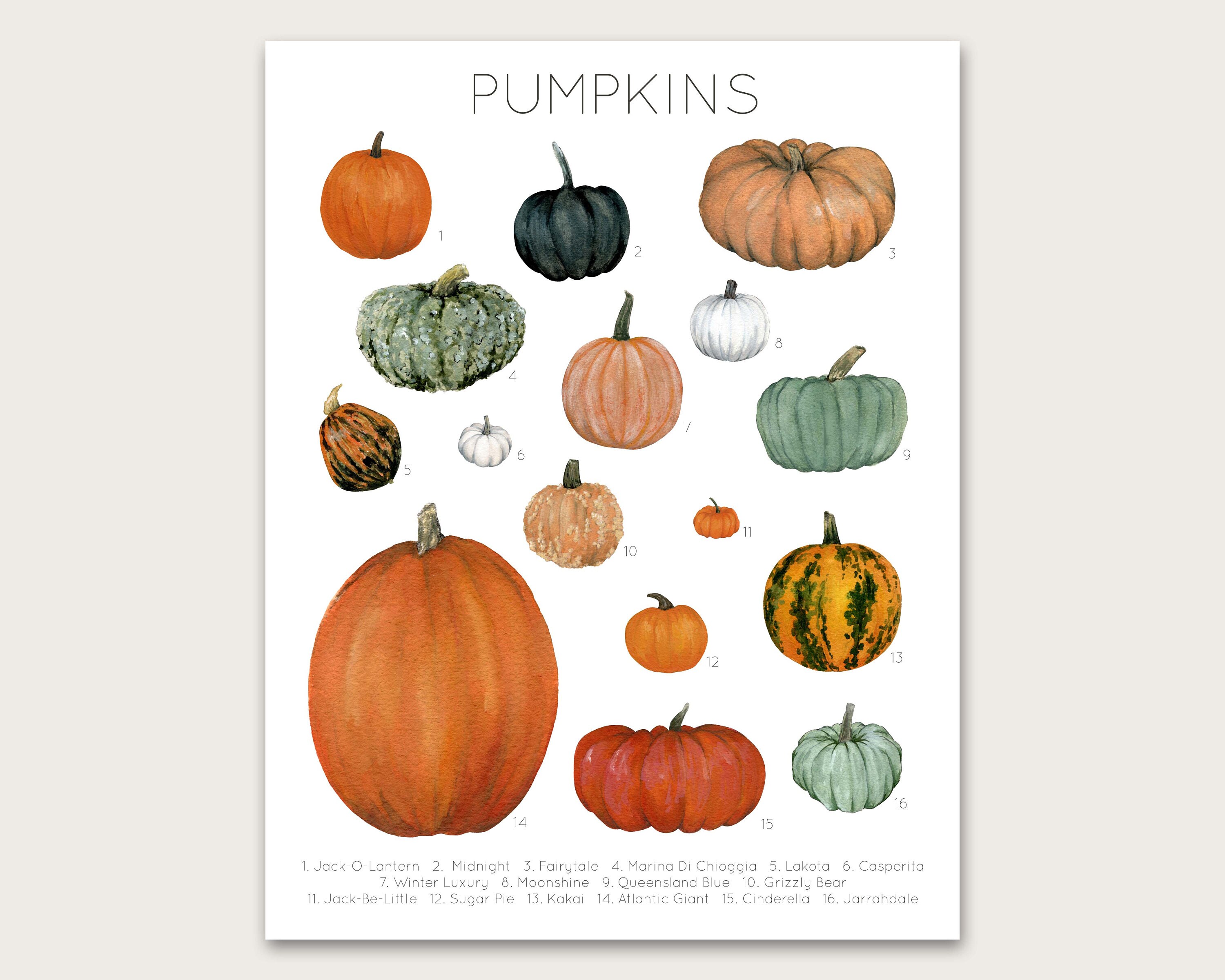 Pumpkin Varieties Art Print - Etsy
