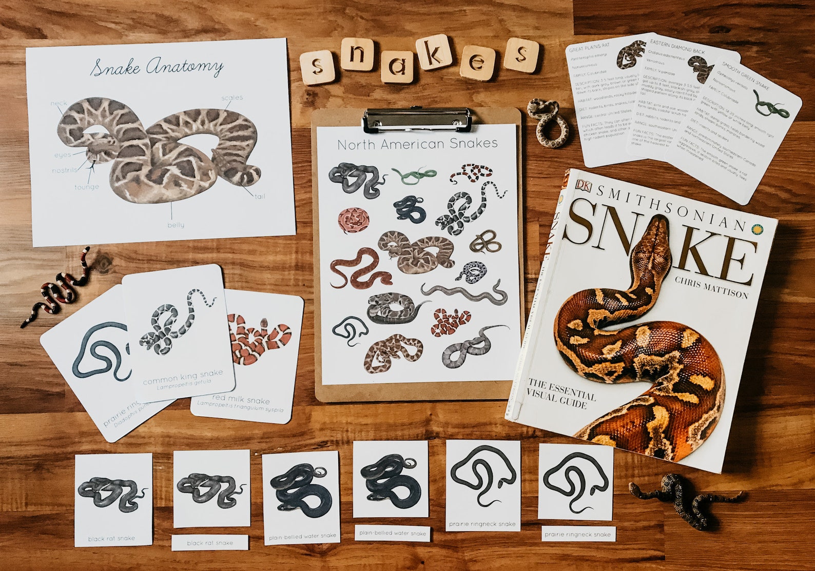 North American Snake Unit Study - Etsy