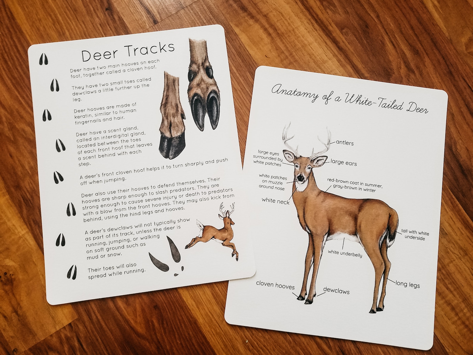 White-tailed Deer Unit Study Bundle - Etsy