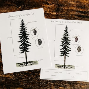 Coniferous Tree Mini Nature Study - Etsy