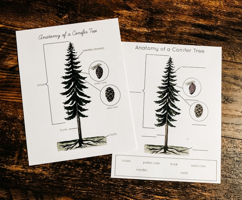 Coniferous Tree Mini Nature Study - Etsy
