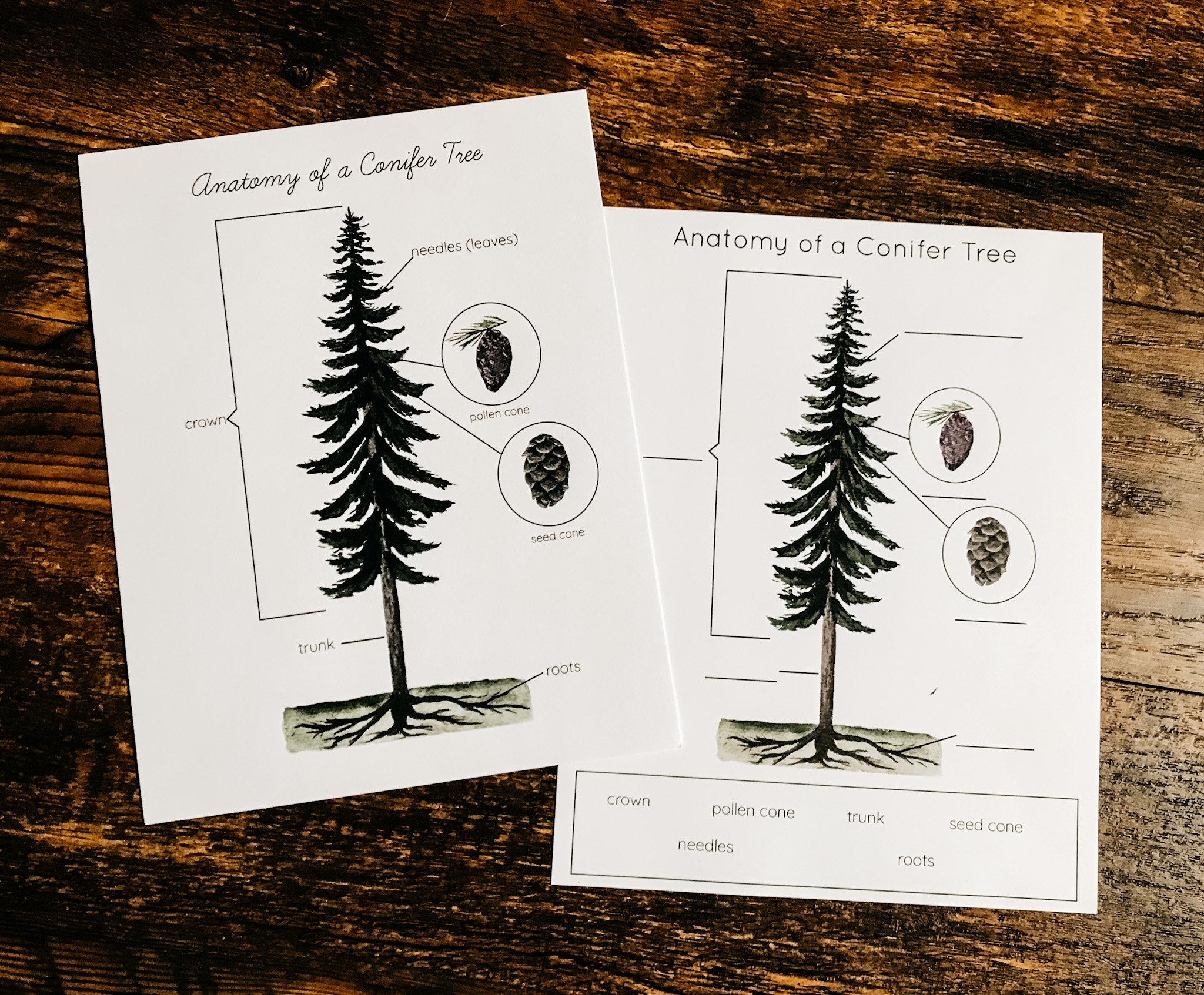 Coniferous Tree Mini Nature Study - Etsy