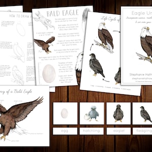 Birds of Prey Bundle - Etsy