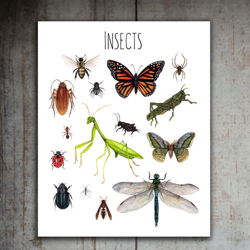 Bundle of Coloring Pages Learning Cards Digital Printable | Etsy