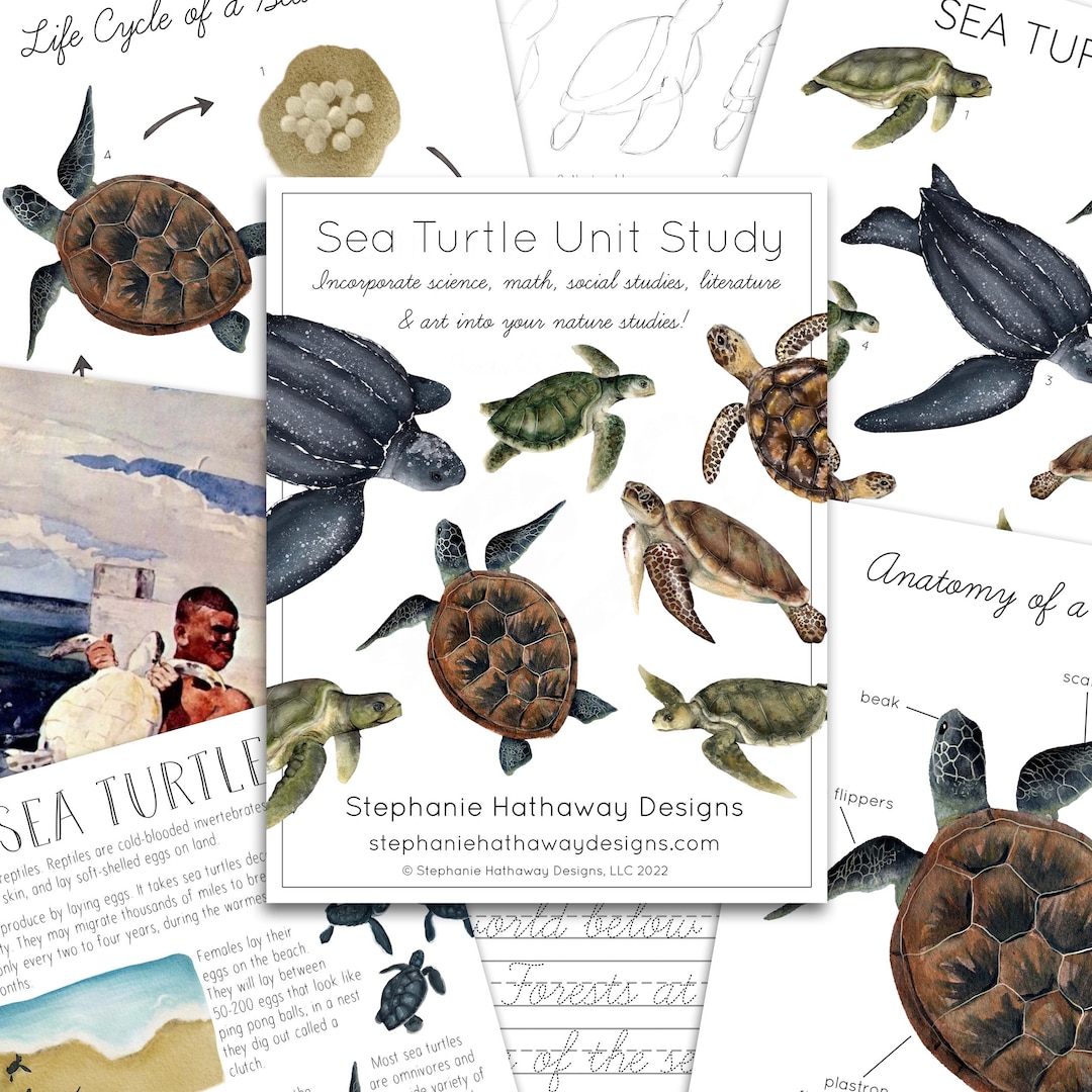 Sea Turtle Unit Study - Etsy