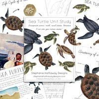Sea Turtle Unit Study All About Sea Turtles Anatomy Sea Turtle Life ...