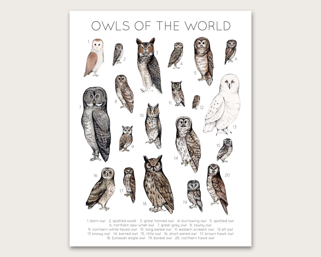 Owls of the World Poster/art Print - Etsy