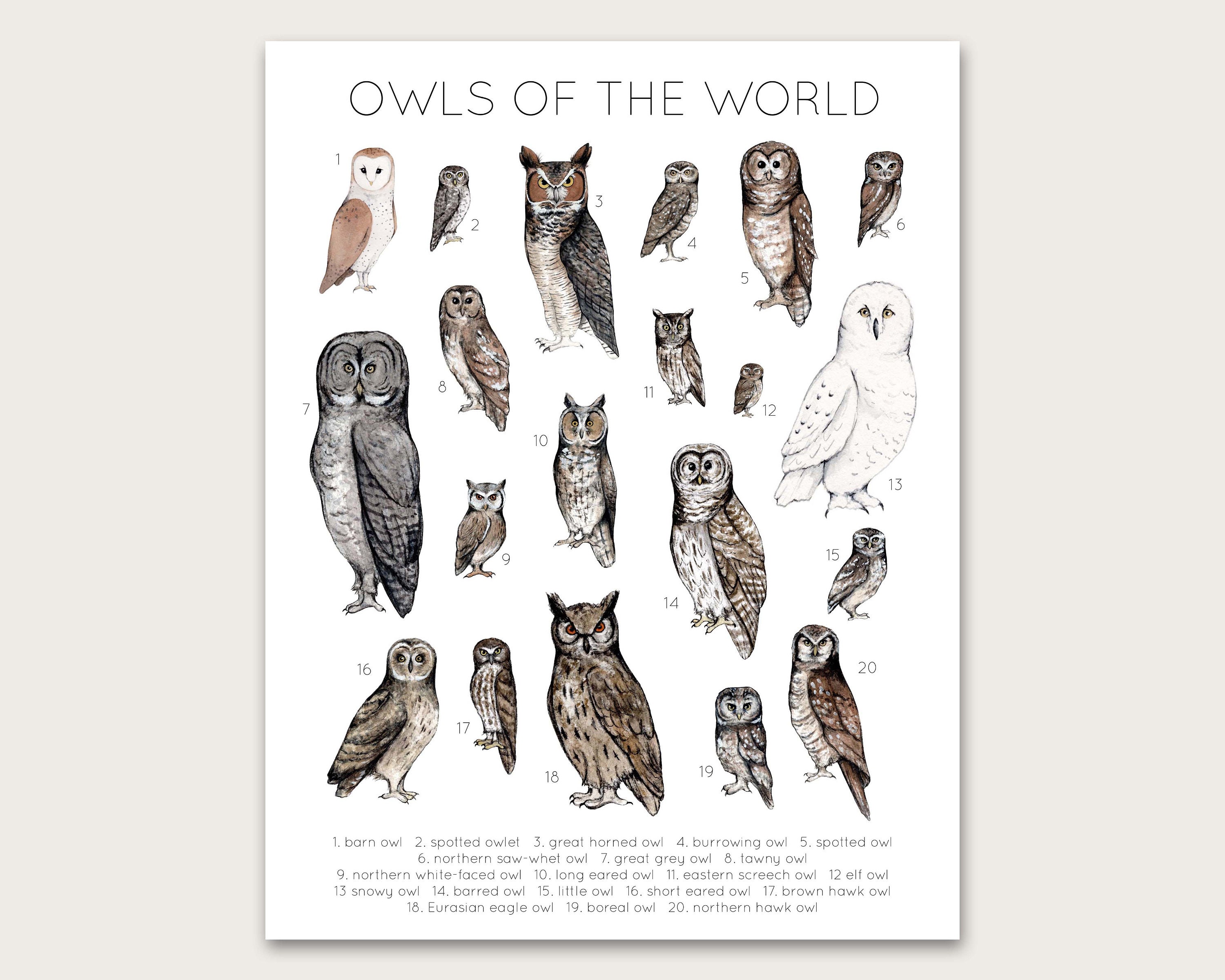 Owls of the World Poster/Art Print | Etsy