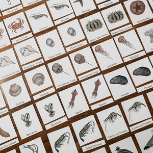 Seashore Animals Nature Study Bundle - Etsy