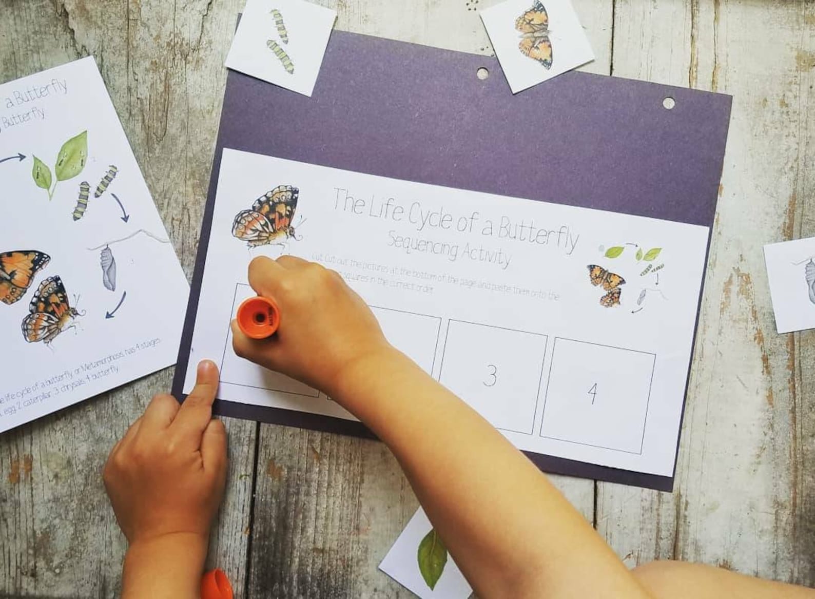 Life Cycle of a Butterfly Sequencing Activity and Matching - Etsy