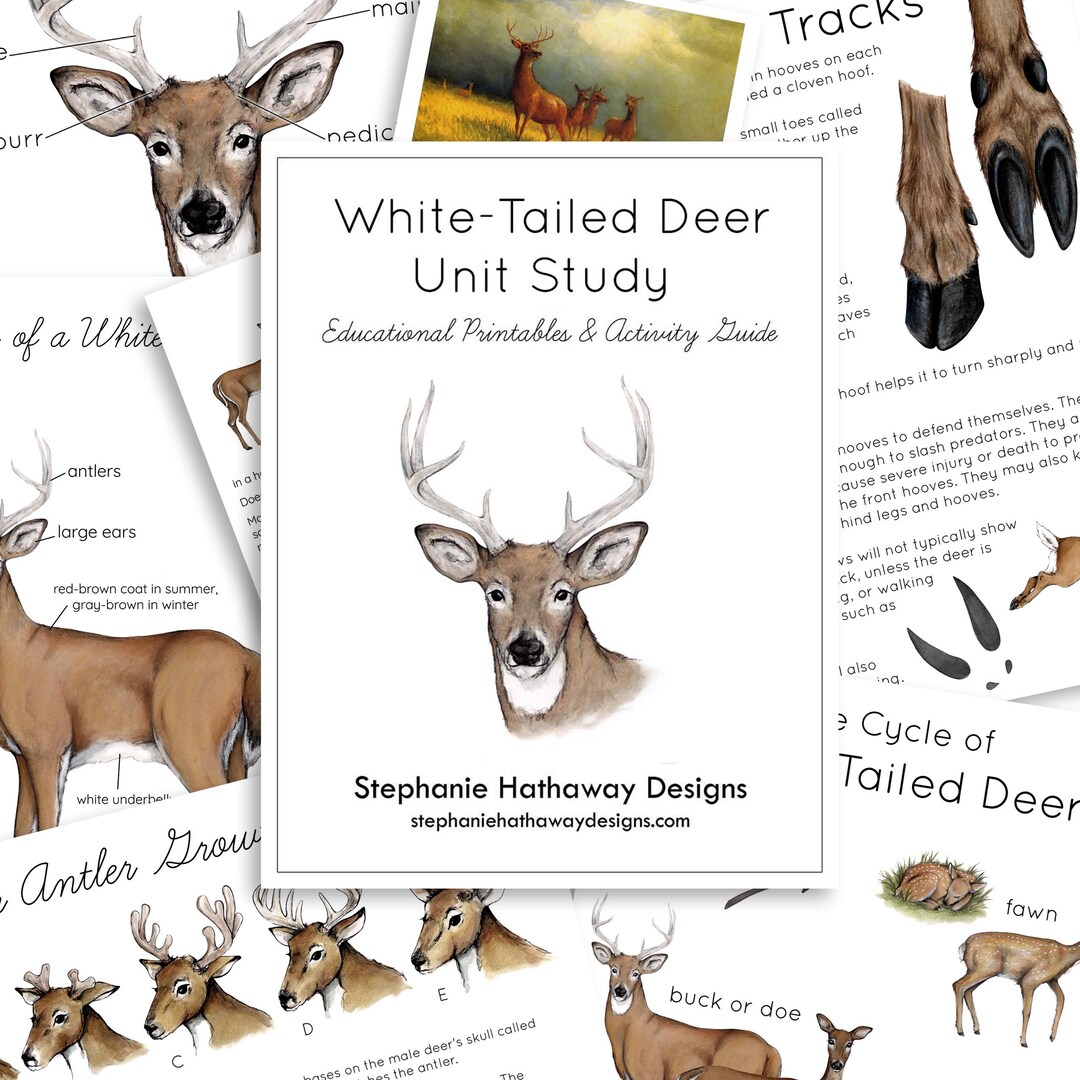White-tailed Deer Unit Study Bundle - Etsy