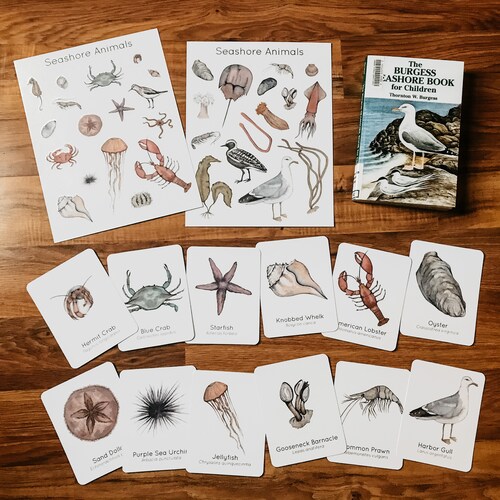 Seashore Animals Nature Study Bundle - Etsy