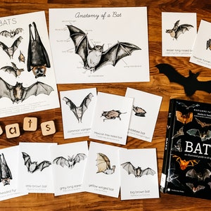 Bat Mini Nature Study Physical Bundle - Etsy