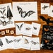 Bat Mini Nature Study Physical Bundle - Etsy
