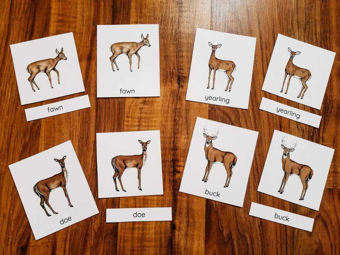 White-tailed Deer Unit Study Bundle - Etsy