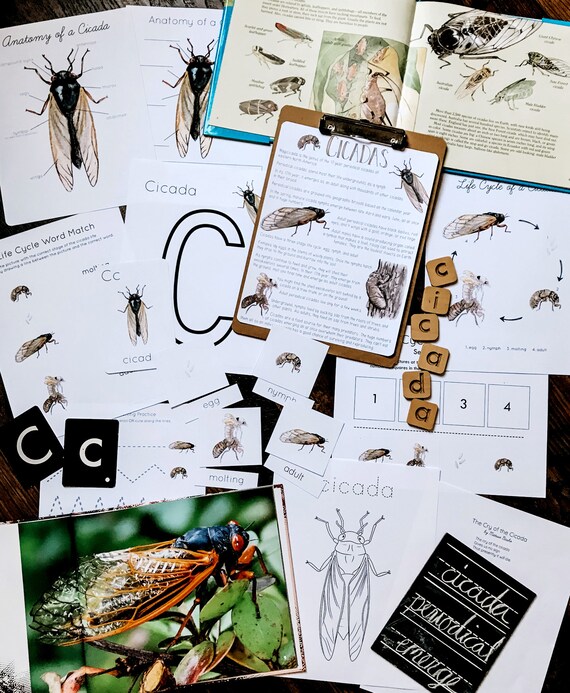 Cicada Mini Nature Study Learning & School Toys & Games etna.com.pe