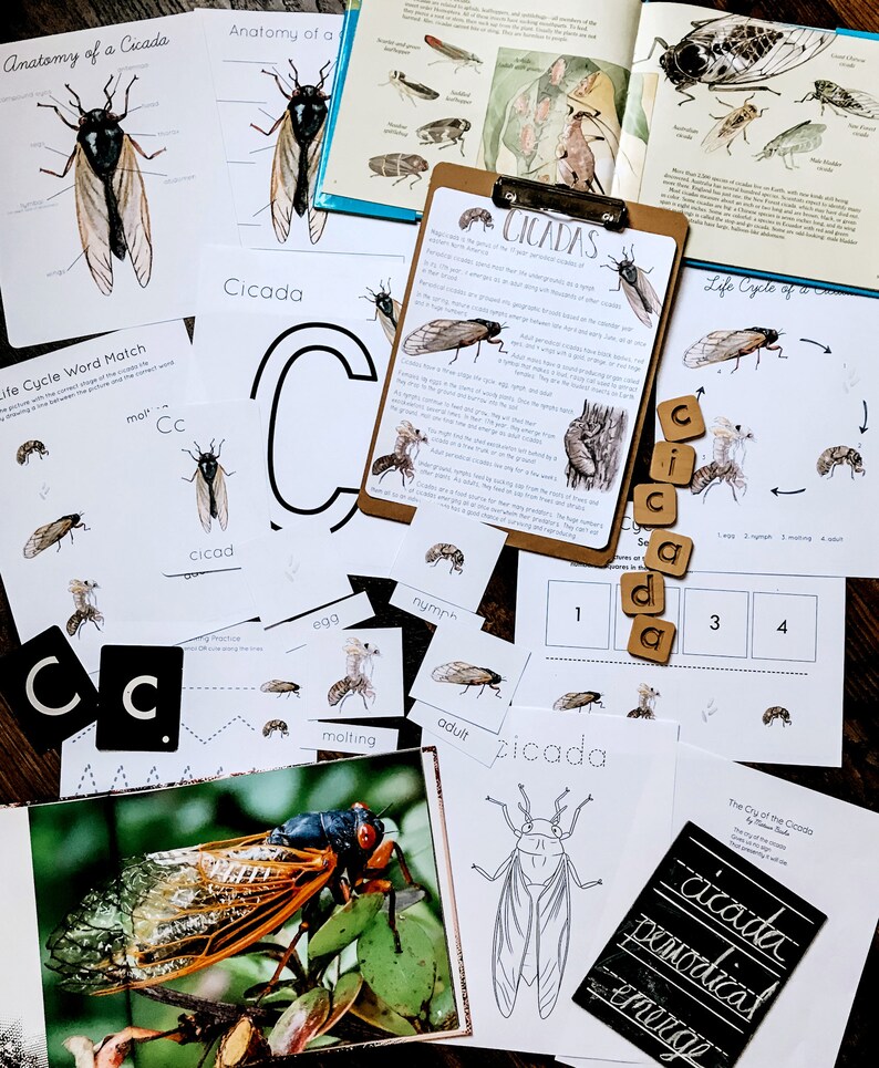 Cicada Mini Nature Study - Etsy
