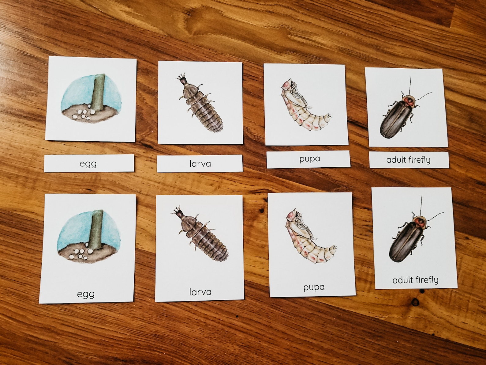 Firefly Unit Study Bundle - Etsy