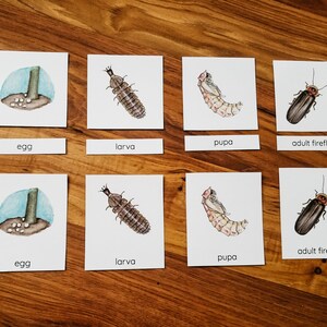 Firefly Unit Study Bundle - Etsy