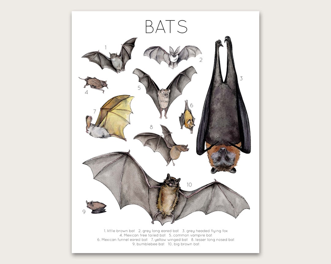 Bats Poster - Etsy