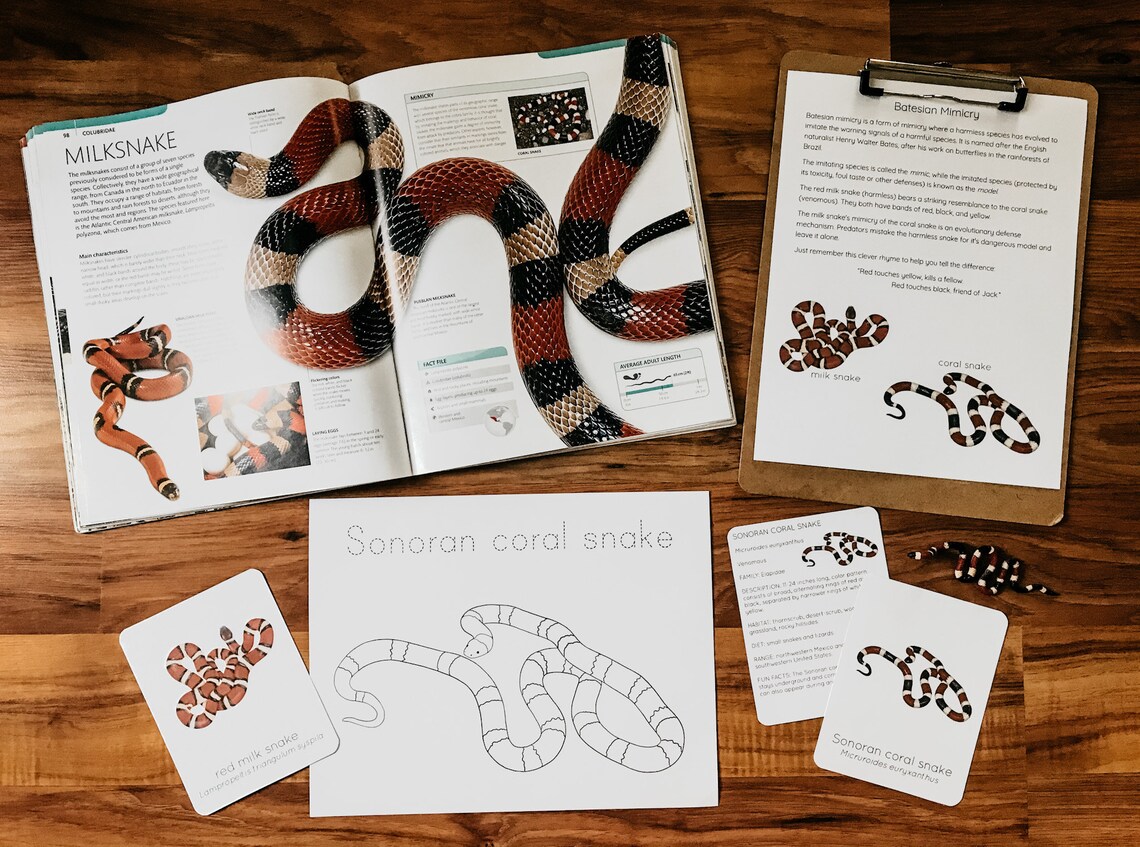 North American Snake Unit Study - Etsy Canada