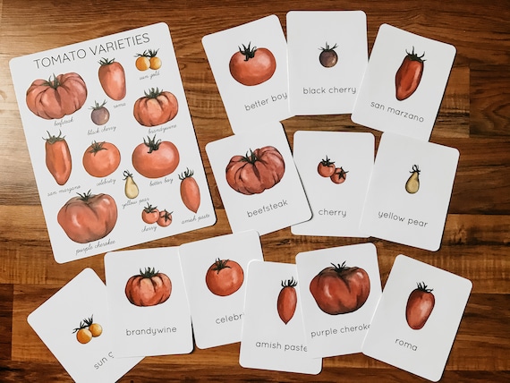 Tomato Varieties and Flash Cards - Etsy