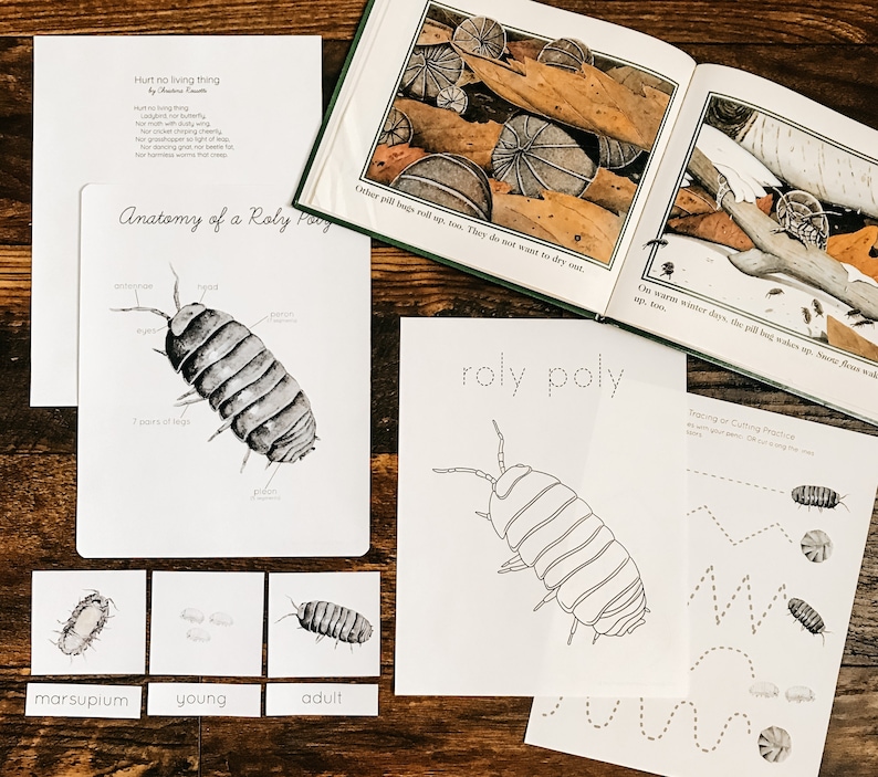 Roly Poly Mini Nature Study - Etsy